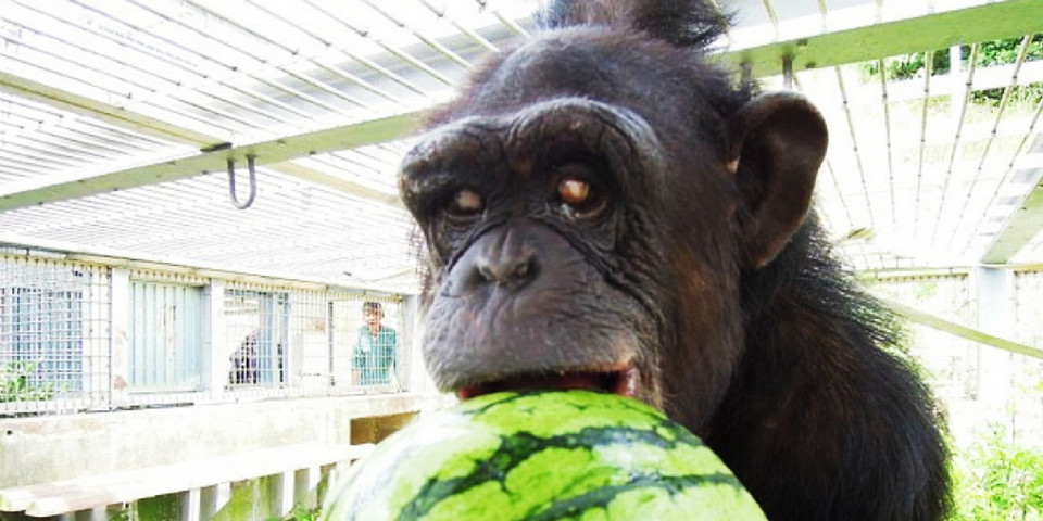 Down Syndrome Animals: It's a Reality or a Myth