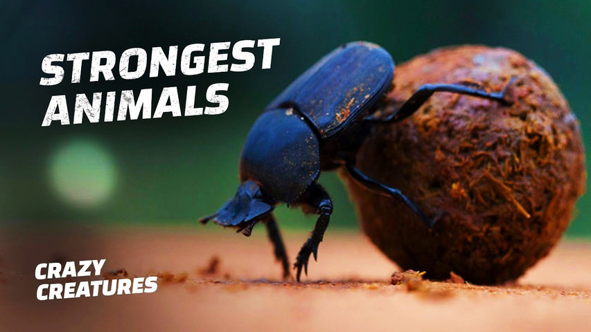 World’s strongest animals